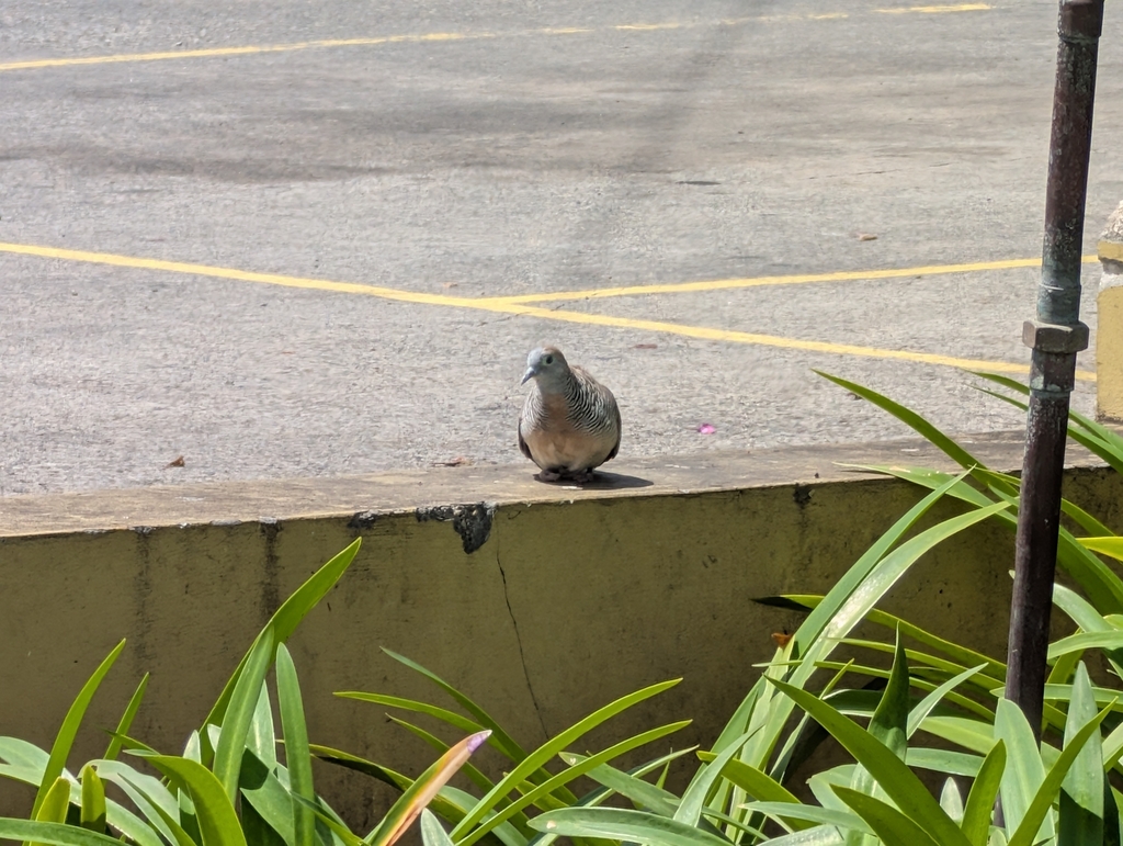 Zebra Dove from Kalakaua Ave + Kapiolani Bl, Honolulu, HI 96826, USA on ...