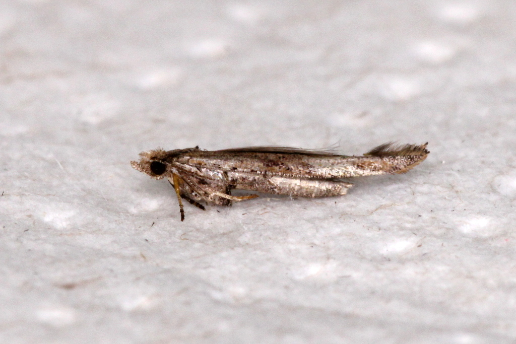 Zelleria from Sydney NSW, Australia on April 18, 2025 at 11:10 AM by ...