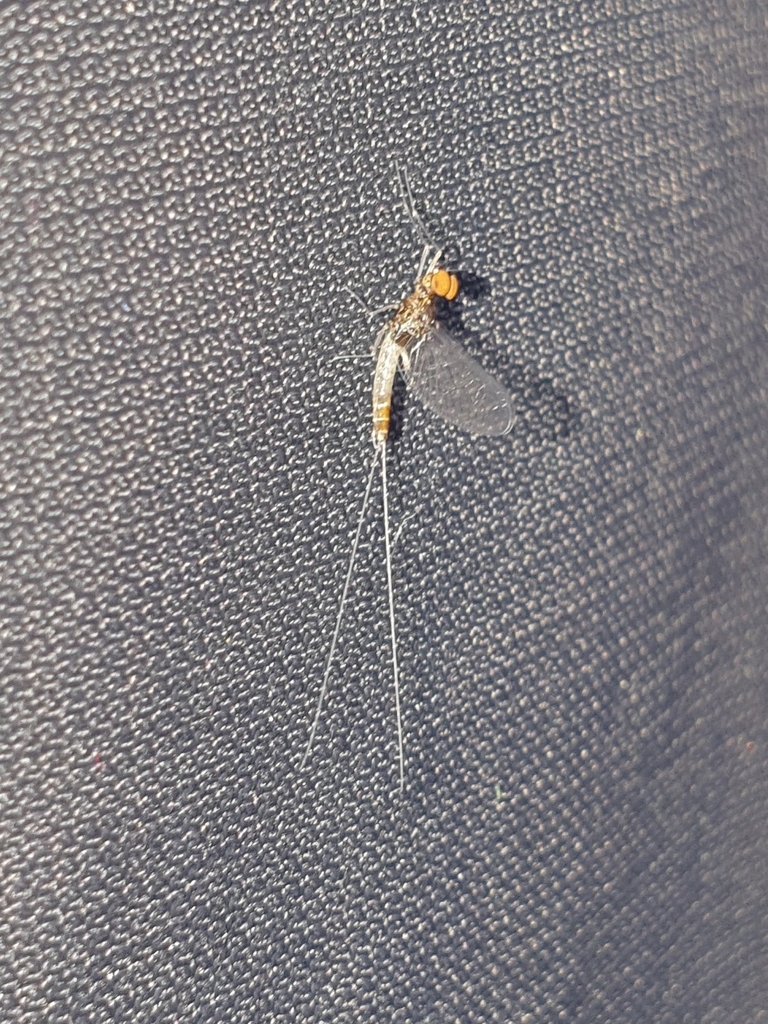 Insects from Gracemere QLD 4702, Australia on April 21, 2025 at 06:37 ...