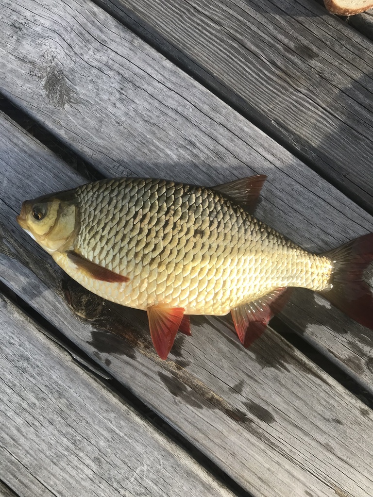 Common Rudd from Rondout Creek, Port Ewen, NY, US on April 20, 2025 at ...