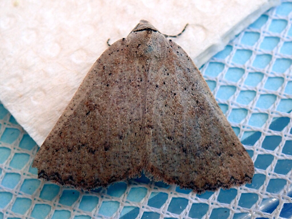 Cape Moths from Sydney NSW, Australia on April 18, 2025 at 11:11 AM by ...