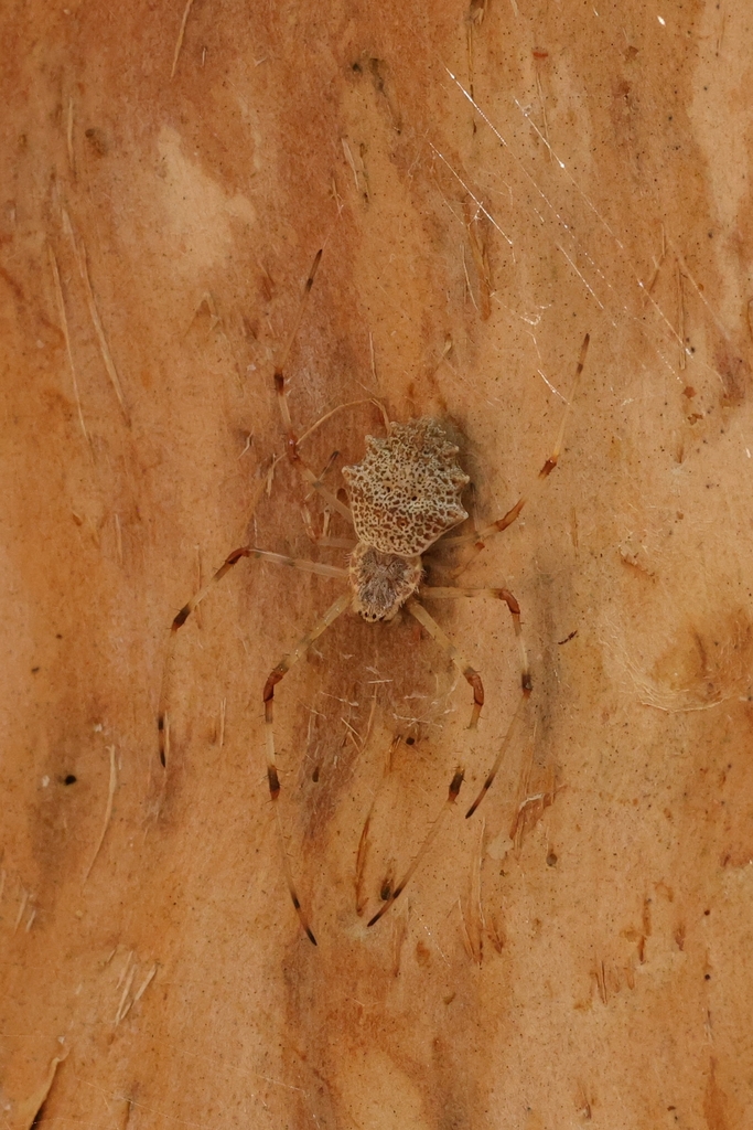Australian Coin Spider from Middle Point NT 0822, Australia on April 20 ...