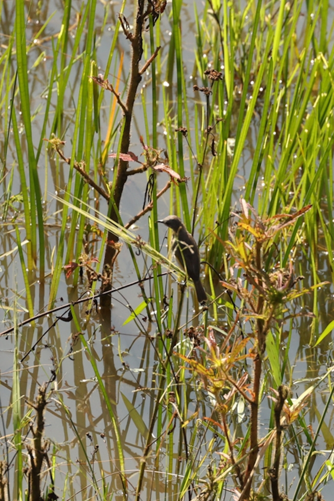 Rufous-banded Honeyeater from Middle Point NT 0822, Australia on April ...