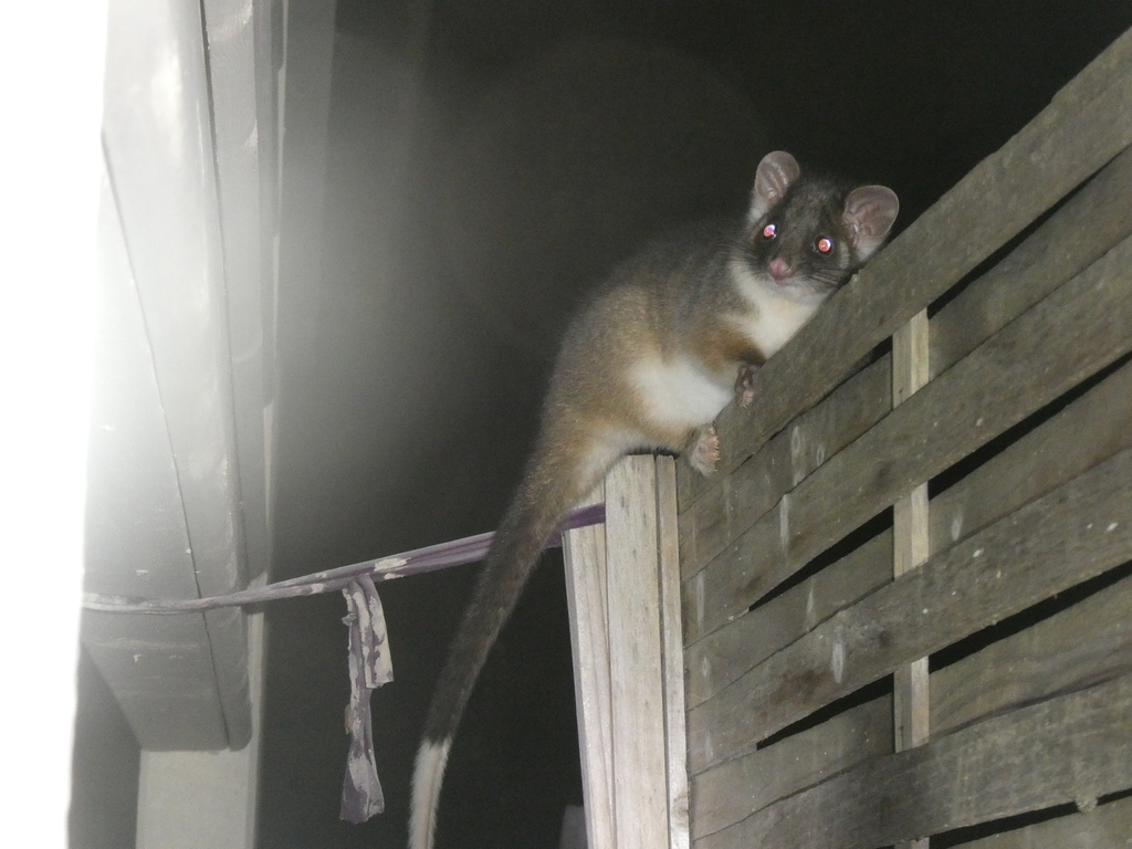 Common Ring-tailed Possum from 4 Ronald Ct, Somerville VIC 3912 ...
