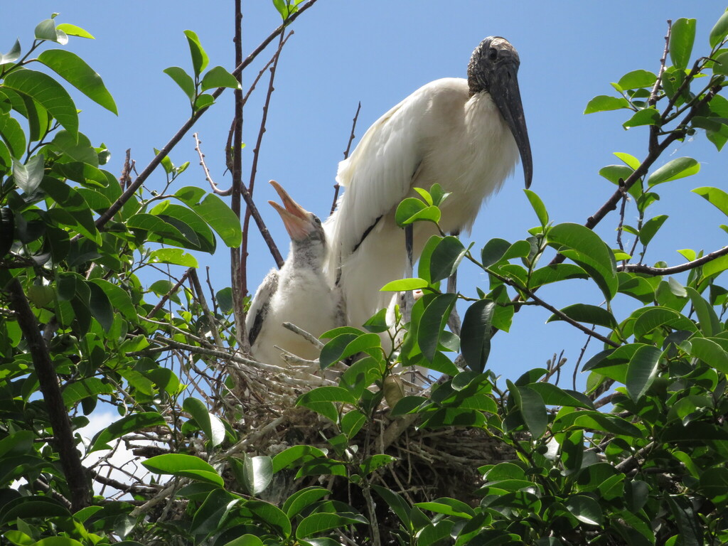 Wood Stork from Palm Beach County, FL, USA on April 19, 2025 at 12:11 ...