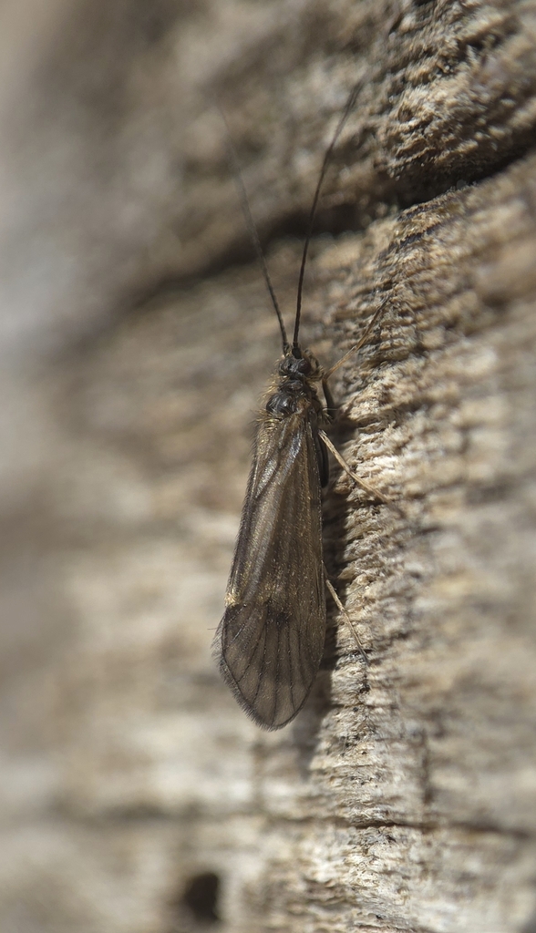 Apatania from Melbourne, QC, Canada on April 13, 2025 at 02:01 PM by ...