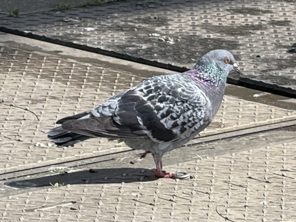 Feral Pigeon from Metrotown, Burnaby, BC, Canada on April 20, 2025 at ...