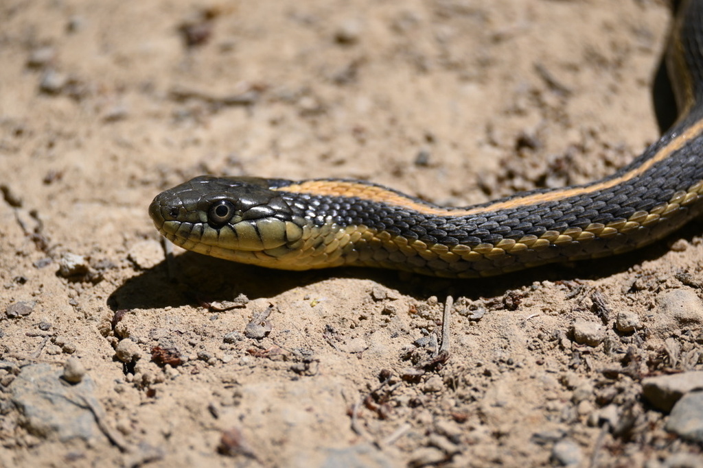 Diablo Range Garter Snake from Contra Costa County, CA, USA on April 20 ...