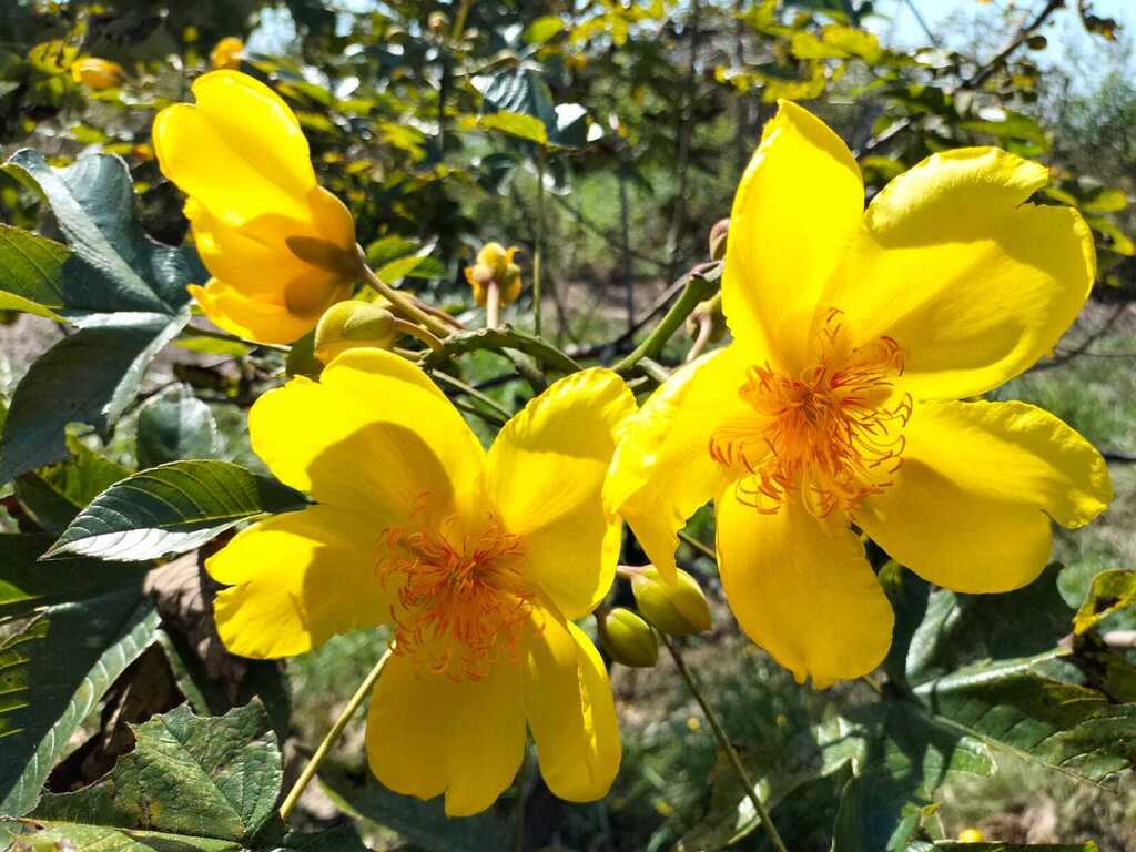 Buttercup Tree from Jáltipan, Ver., México on April 1, 2025 at 05:33 PM ...