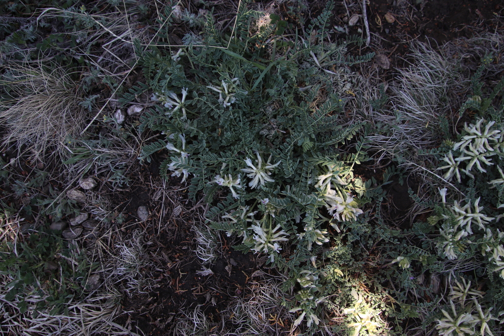 Ground-plum from Huerfano County, CO, USA on April 20, 2025 at 03:35 PM ...