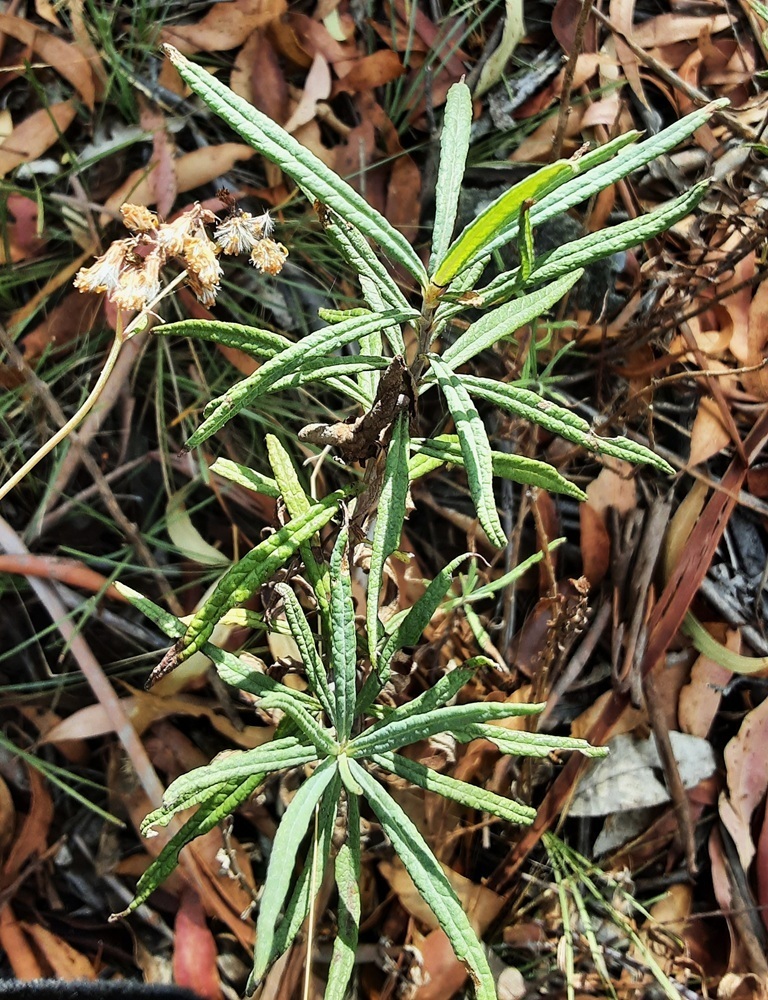 fireweed groundsel from Sunny Corner State Forest, NSW 2795, Australia ...