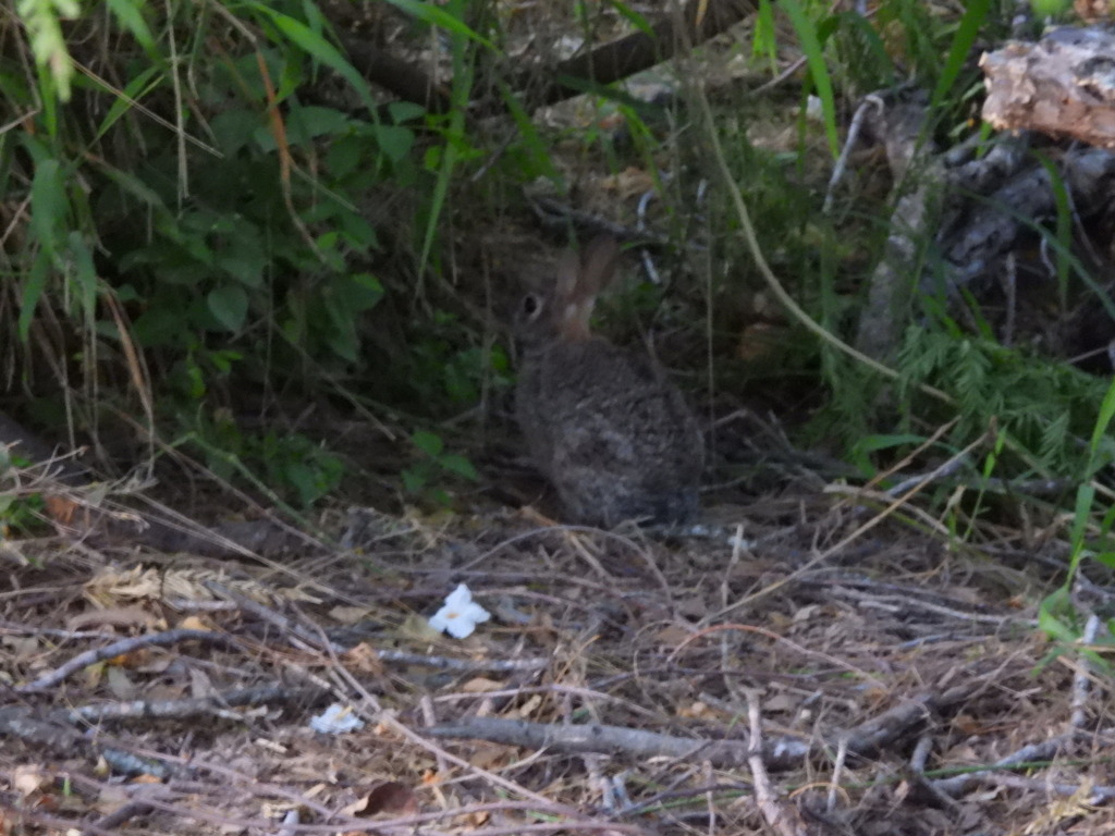 Cottontail Rabbits from Edinburg, TX, USA on April 15, 2025 at 07:32 AM ...
