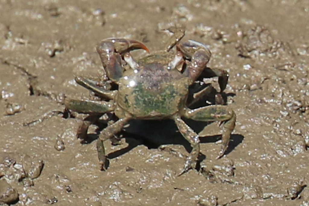 Semaphore Crab from Bli Bli QLD 4560, Australia on May 22, 2023 at 12: ...