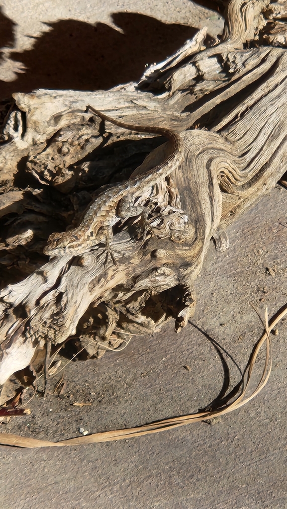 Western Side-blotched Lizard from Indio, CA 92201, USA on April 20 ...