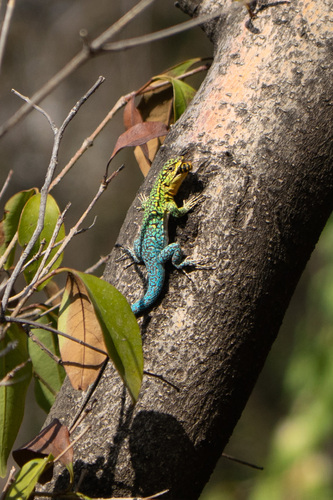 Blue-Green Smooth-throated Lizard (Liolaemus tenuis) - Snakes and Lizards