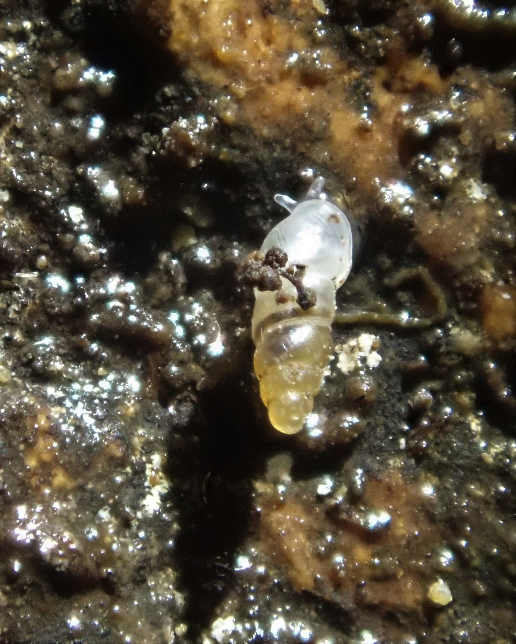 Carychium stygium Call, 1897