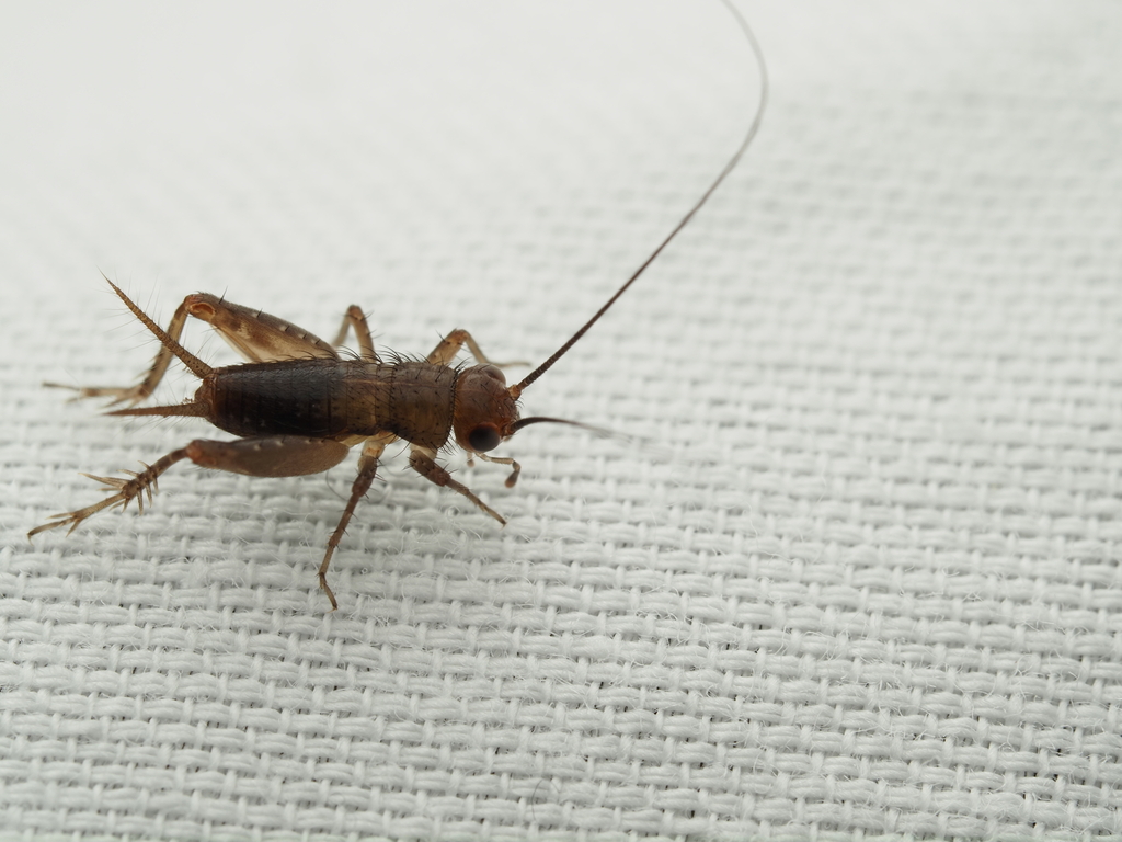 Ground Crickets from Big Pine Key, FL 33043, USA on April 19, 2025 at ...