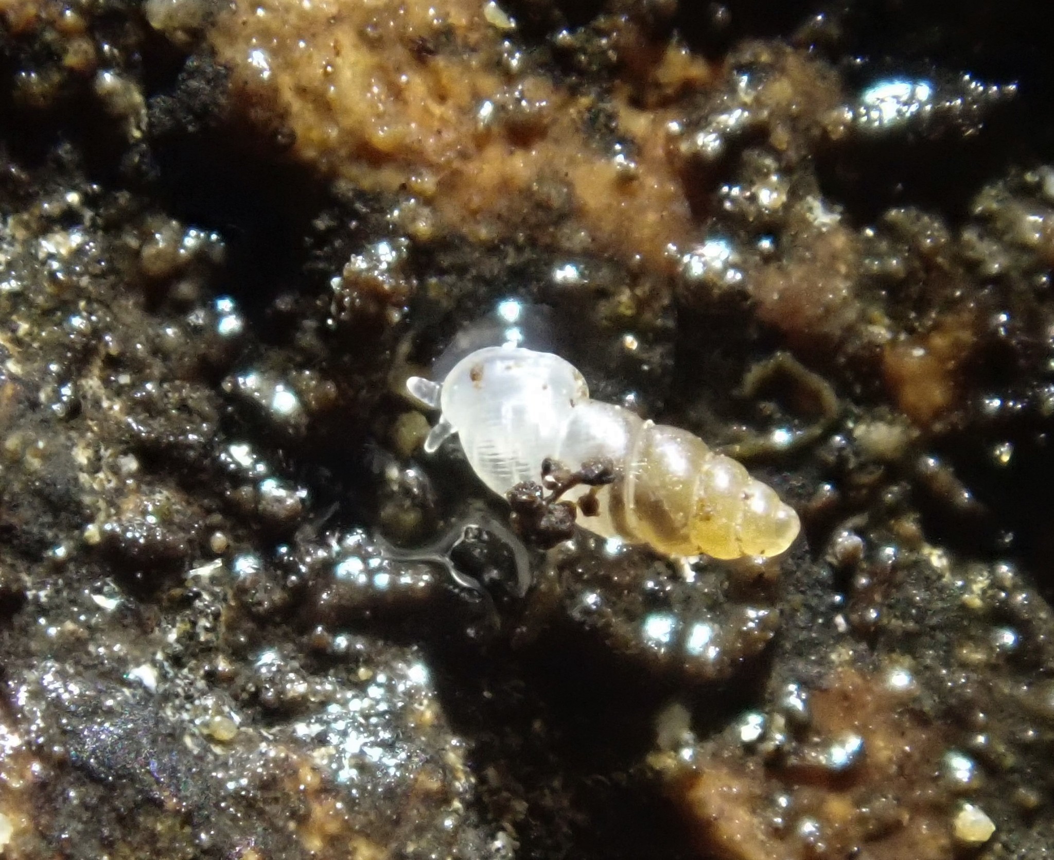 Carychium stygium Call, 1897