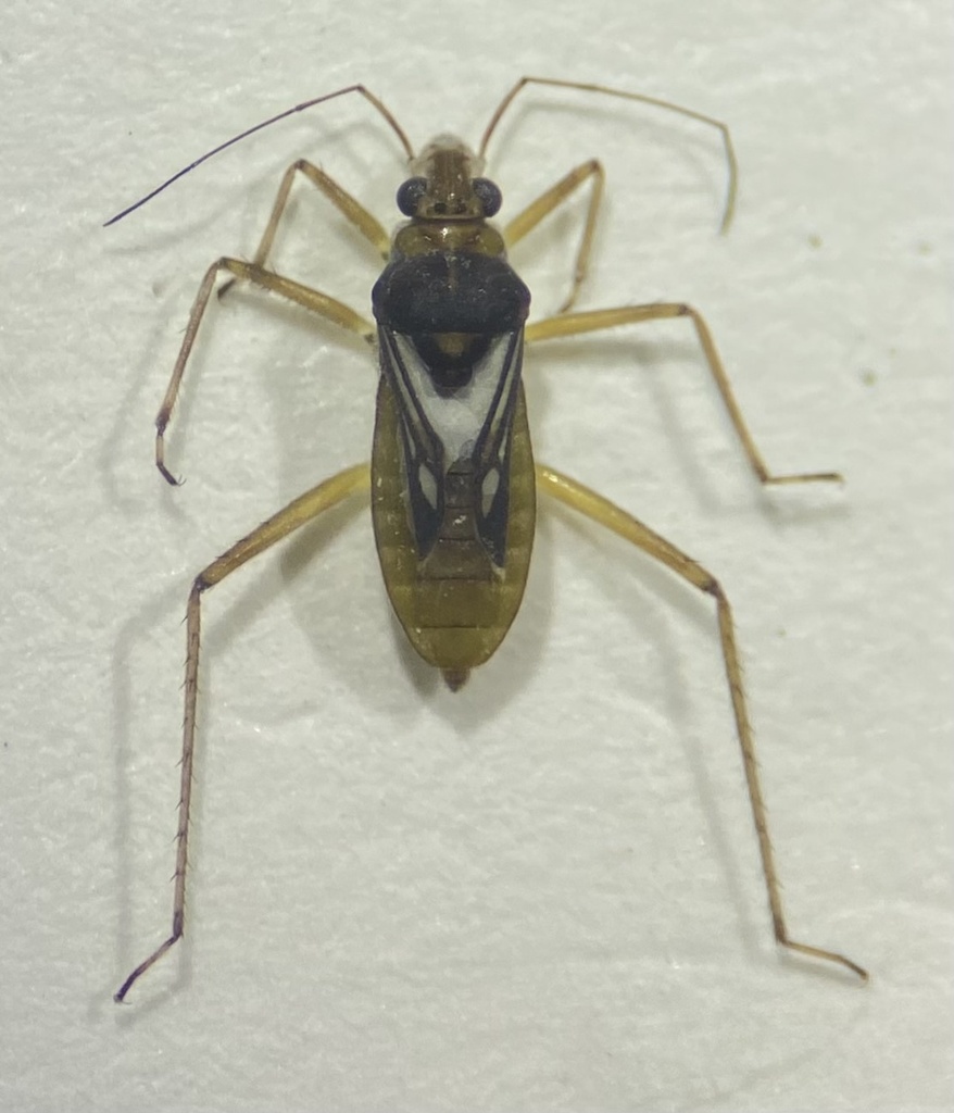 Mulsant's Water Treader from FM-56, Valley Mills, TX, US on April 17 ...