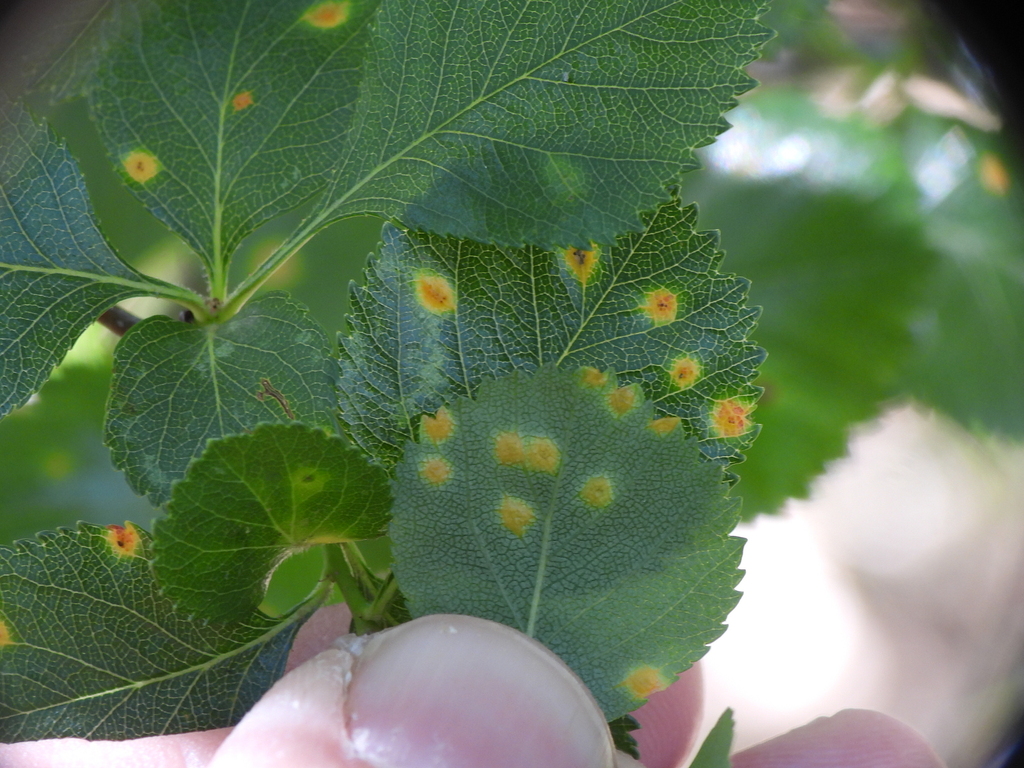 Cedar-Hawthorn Rust from Parker County, TX, USA on April 20, 2025 at 04 ...