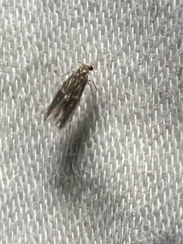 Microcaddisflies from Austin, TX, US on April 19, 2025 at 09:03 PM by ...