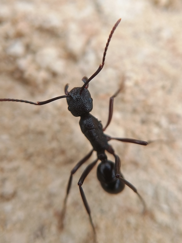 Pony Ants from Ashbourne SA 5157, Australia on April 20, 2025 at 03:00 ...
