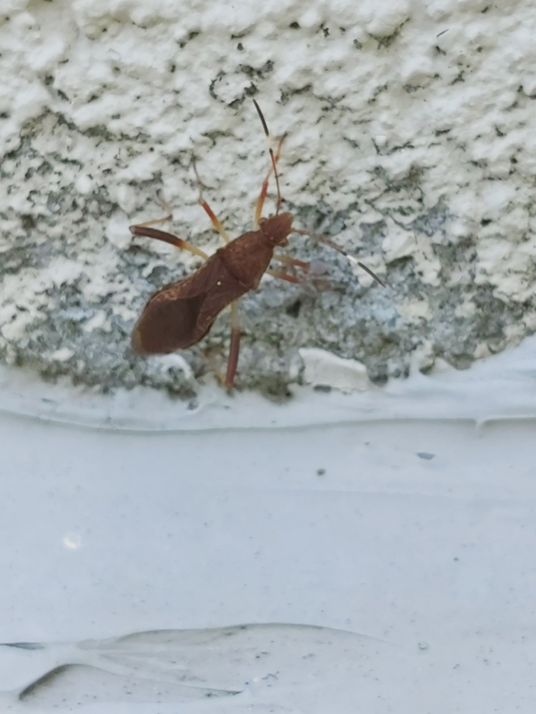 Lupine Bug from Calgary on August 21, 2019 by bees-sneeze · iNaturalist