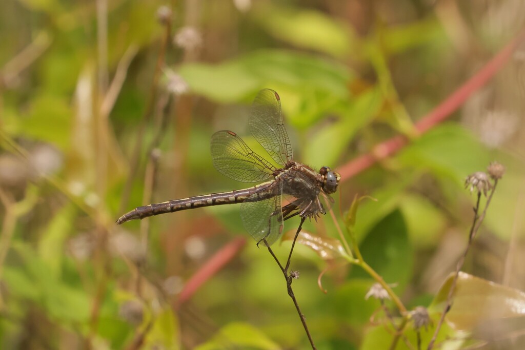 Ashy Clubtail from Kreher Preserve & Nature Center Auburn AL USA on ...