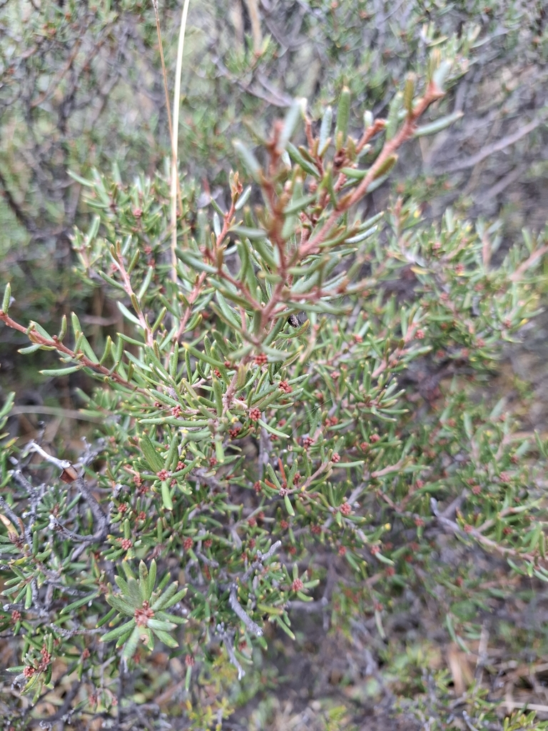 alpine Grevillea from Jacobs River NSW 2627, Australia on April 21 ...