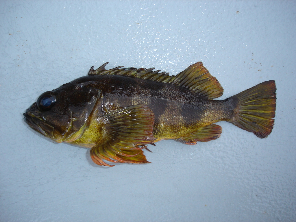 Sea Perch (Helicolenus percoides) - Marine Life Identification