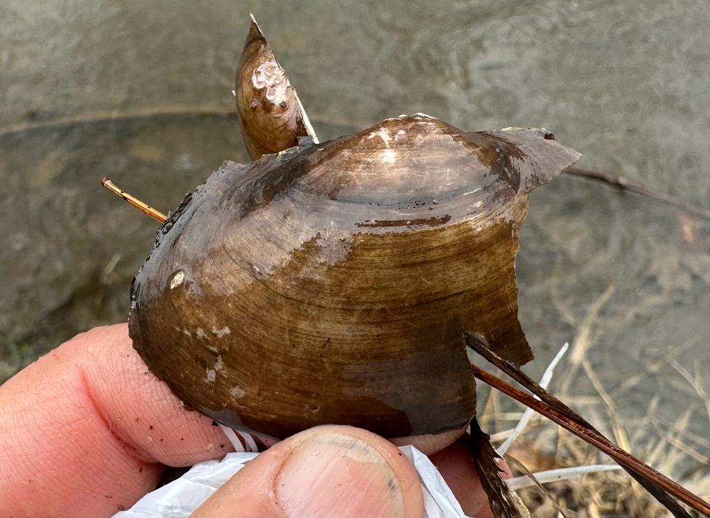 Giant Floater from Beaver Creek, Galesville, WI, US on April 20, 2025 ...