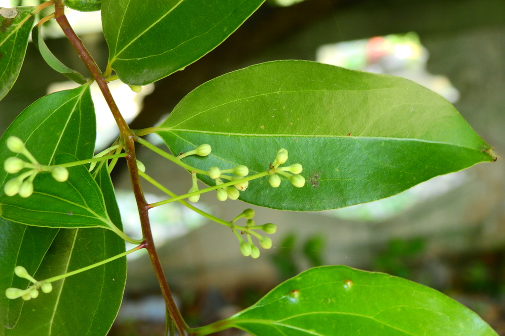 Japanese Cinnamon from Wenzhou, CN-ZJ, CN on April 20, 2025 at 11:05 AM ...
