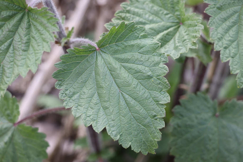 great stinging nettle from Okanogan County, WA, USA on April 20, 2025 ...