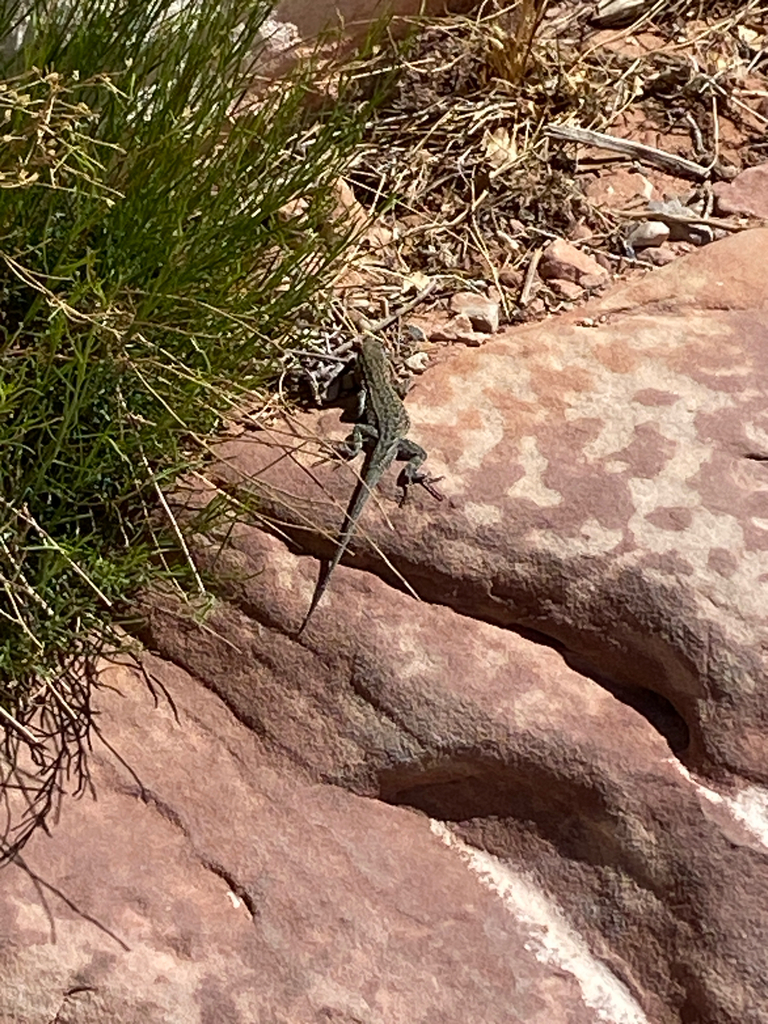 Western Side-blotched Lizard from Calico Hills Trail, Las Vegas, NV, US ...