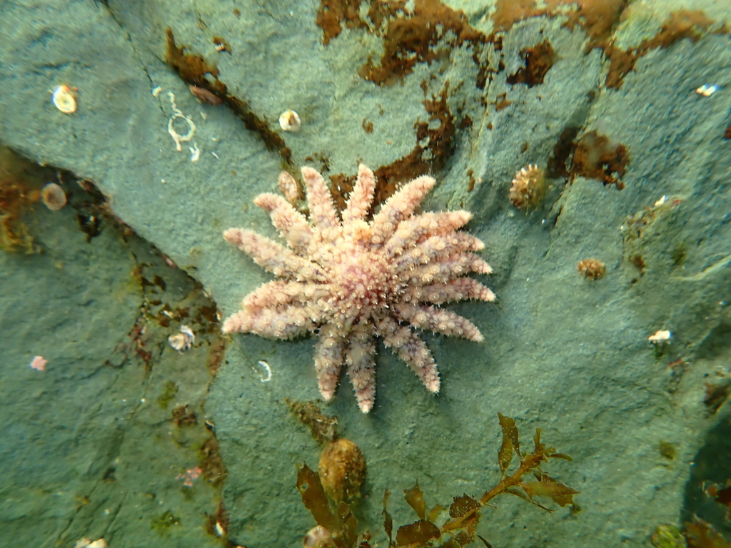 Sunflower Sea Star from Strathcona, BC, Canada on April 19, 2025 at 04: ...