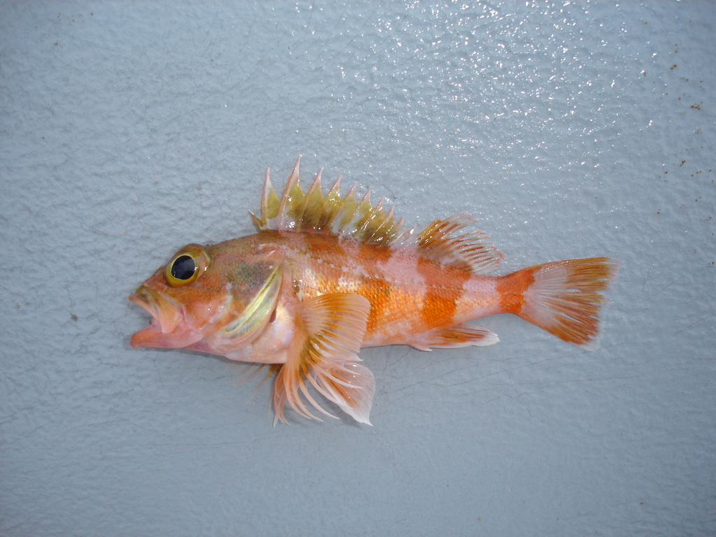 Sea Perch (Helicolenus percoides) - Marine Life Identification