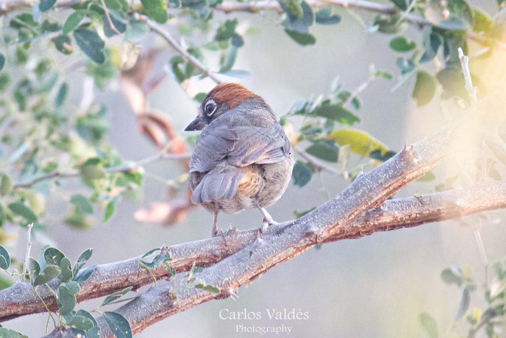 Rusty-crowned Ground-Sparrow from Cdad. de Villa de Álvarez, Col ...