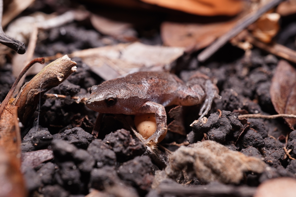 Elegant Narrow-mouthed Toad from Felipe Carrillo Puerto, Q.R., México ...