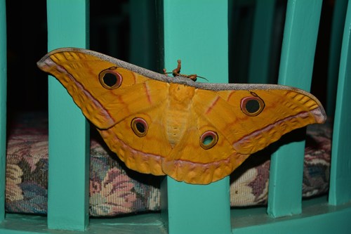Oak Tasar Silk Moth (List of Butterflies and Moths Available or ...