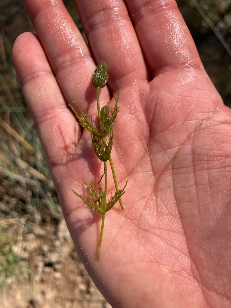 muskgrass from Byron, CA, US on April 20, 2025 at 03:45 PM by Cat Chang ...