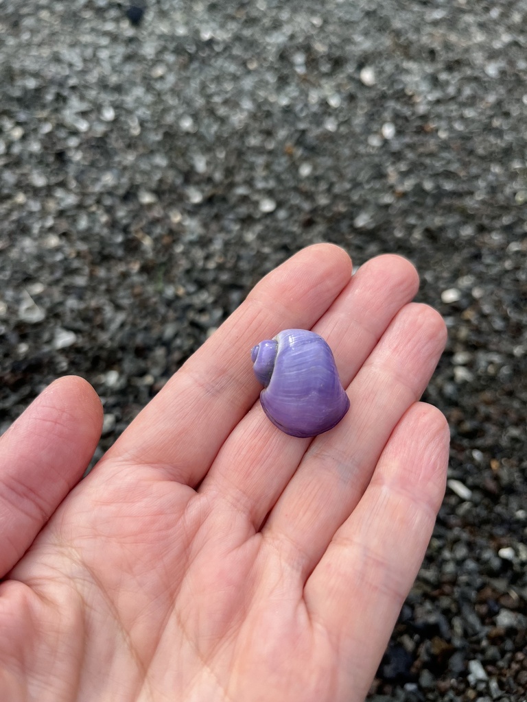 Violet Snails from Bay of Plenty, Bay of Plenty, NZ on April 21, 2025 ...