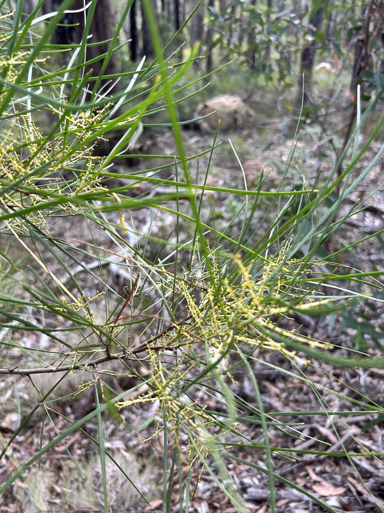 Variable sallow wattle from Wombat State Forest, Blackwood, VIC, AU on ...