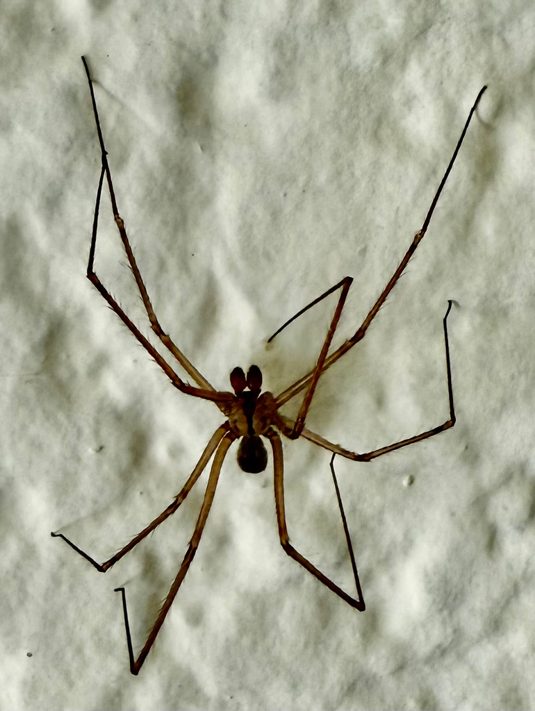 Giant Daddy-long-legs Spider from W South Mountain Ave, Phoenix, AZ, US ...
