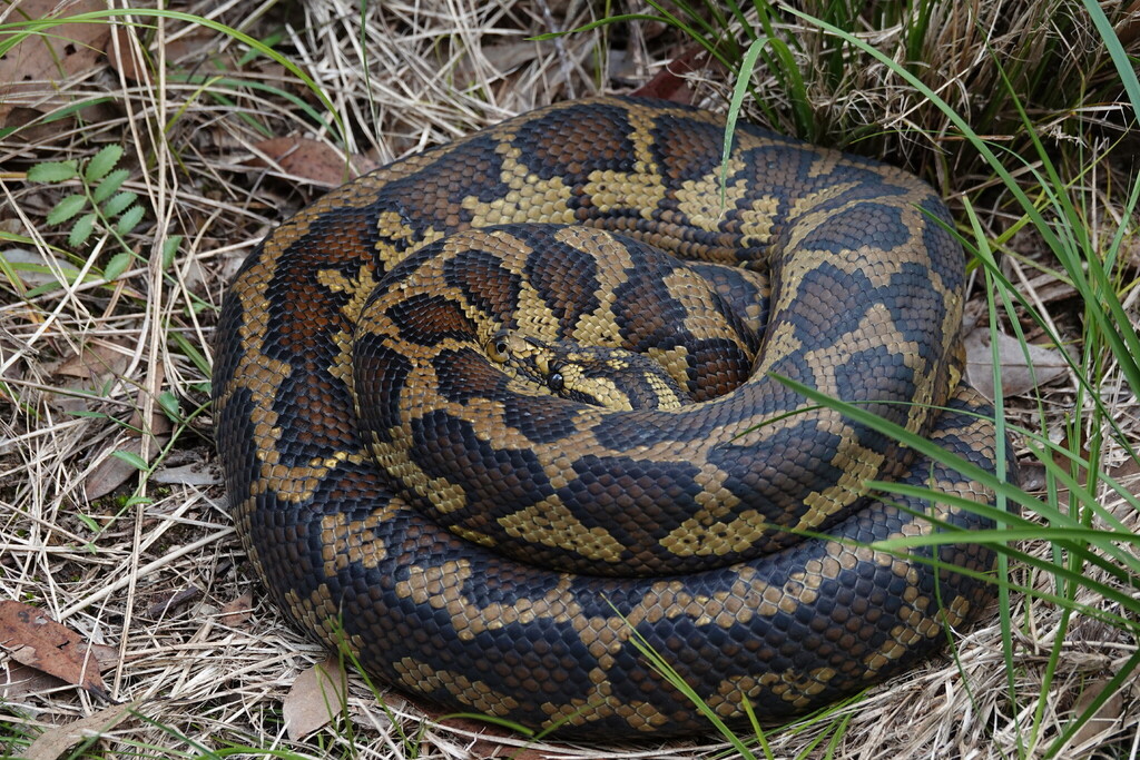 Carpet Python from Wondecla QLD 4887, Australia on April 19, 2025 at 03 ...