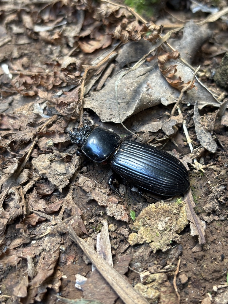 Bess Beetles from Main Range National Park, Tregony, QLD, AU on April ...