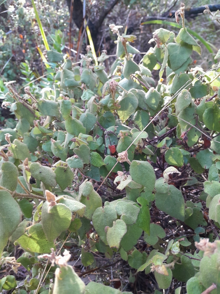 Drooping Velvet-bush from Portland West VIC 3305, Australia on April 21 ...