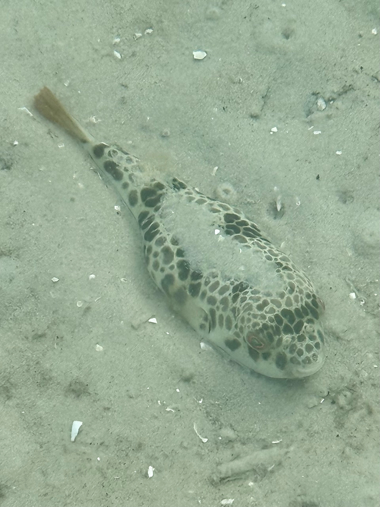 Smooth Toadfish from Snug Point Track, Coningham, TAS, AU on April 21 ...