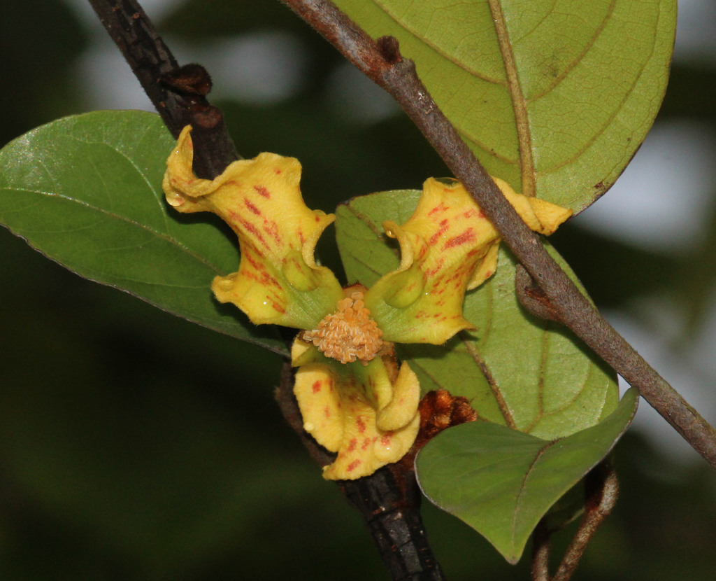 (Mitrephora maingayi) - Botanical Realm