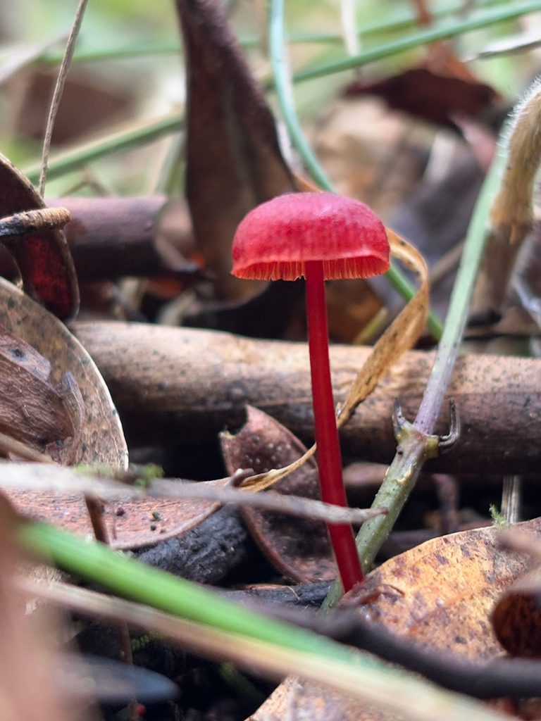 ruby bonnet from Red Hill, VIC, AU on April 21, 2025 at 03:02 PM by kessara88 · iNaturalist
