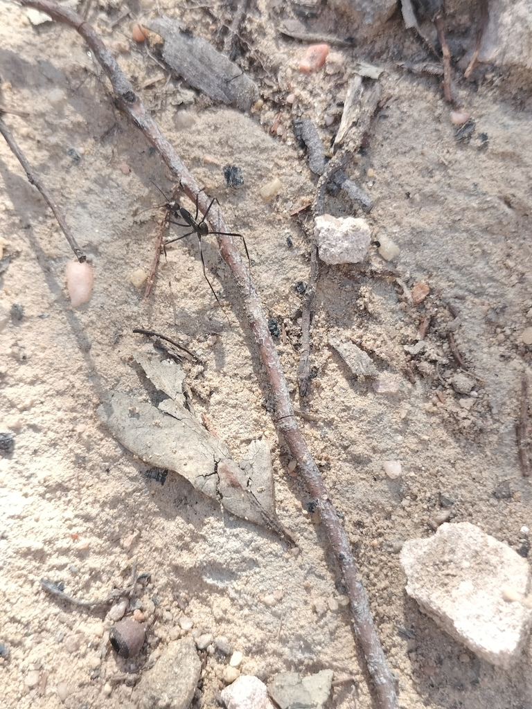 Spider Ants from Munghorn NSW 2850, Australia on April 21, 2025 at 11: ...